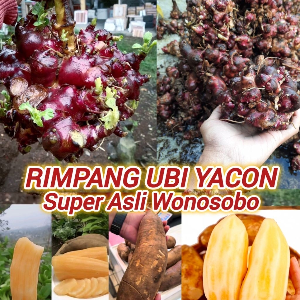 Jual Bibit Ubi Yakon Asli Super, Rimpang Umbi Yacon Asli Wonosobo 3-5 ...