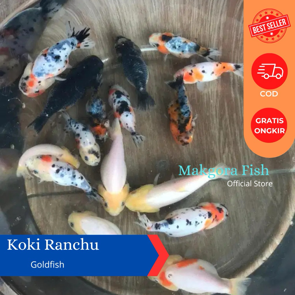 Jual Maskoki Ranchu 6-7cm Goldfish Mas Koki Khusus Instan | Shopee ...