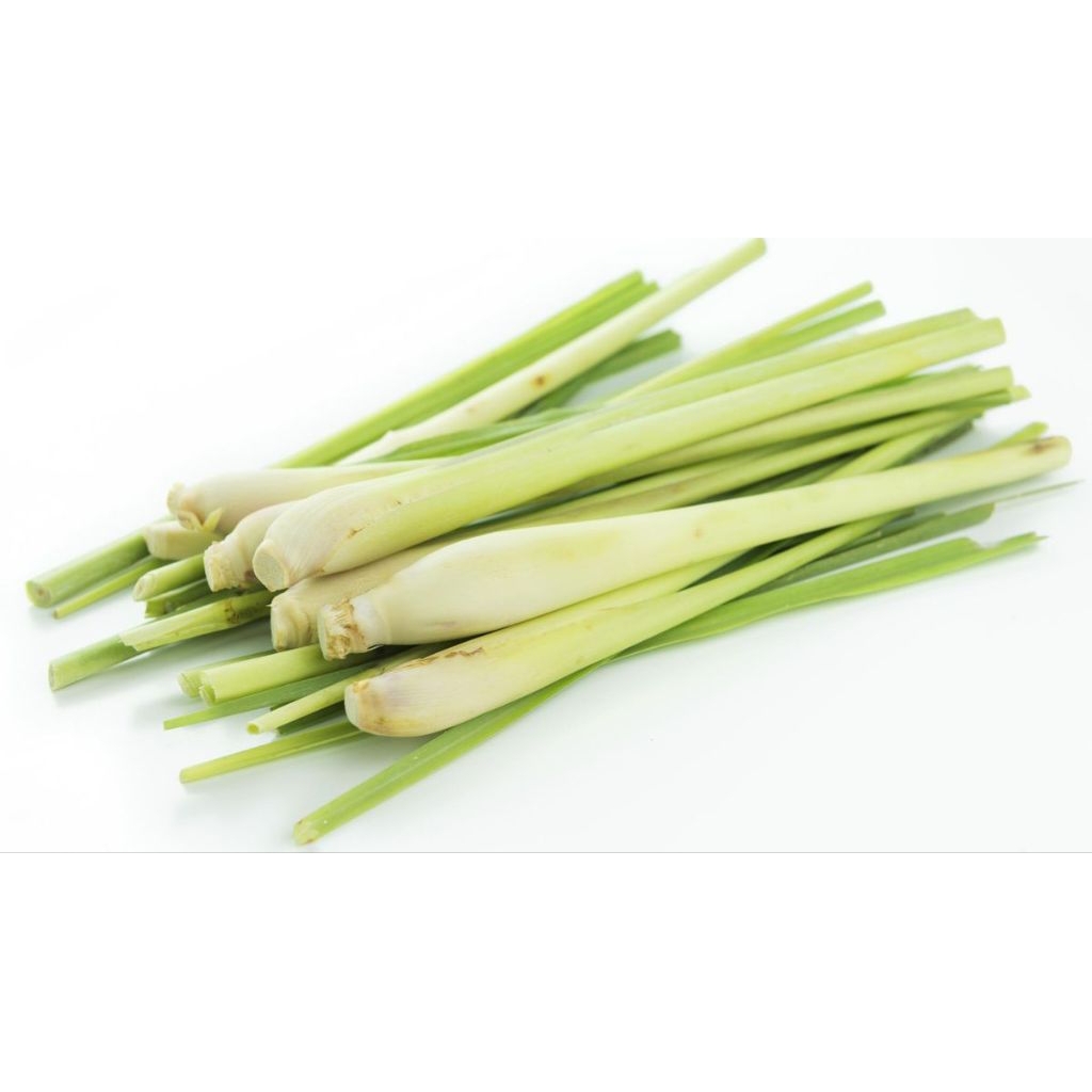 Jual Bibit serai sayur atau serai dapur termurah | Shopee Indonesia