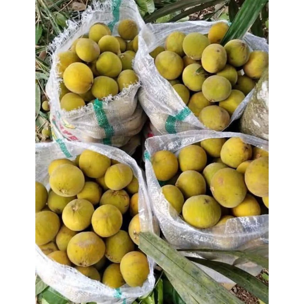 Jual kecapi daun manis tebal 1 kg | Shopee Indonesia
