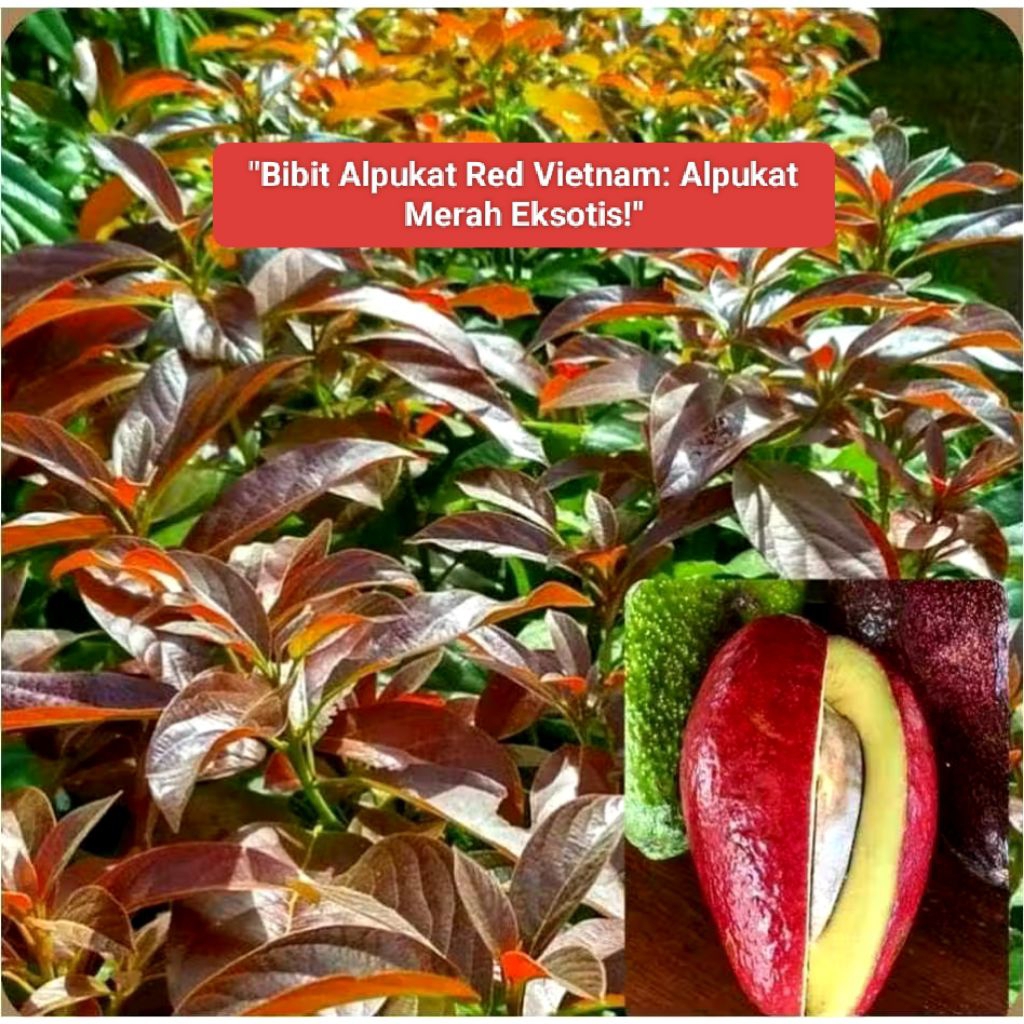 Jual Bibit Alpukat Red Vietnam Premium | Alpukat Merah Vietnam, Garansi ...