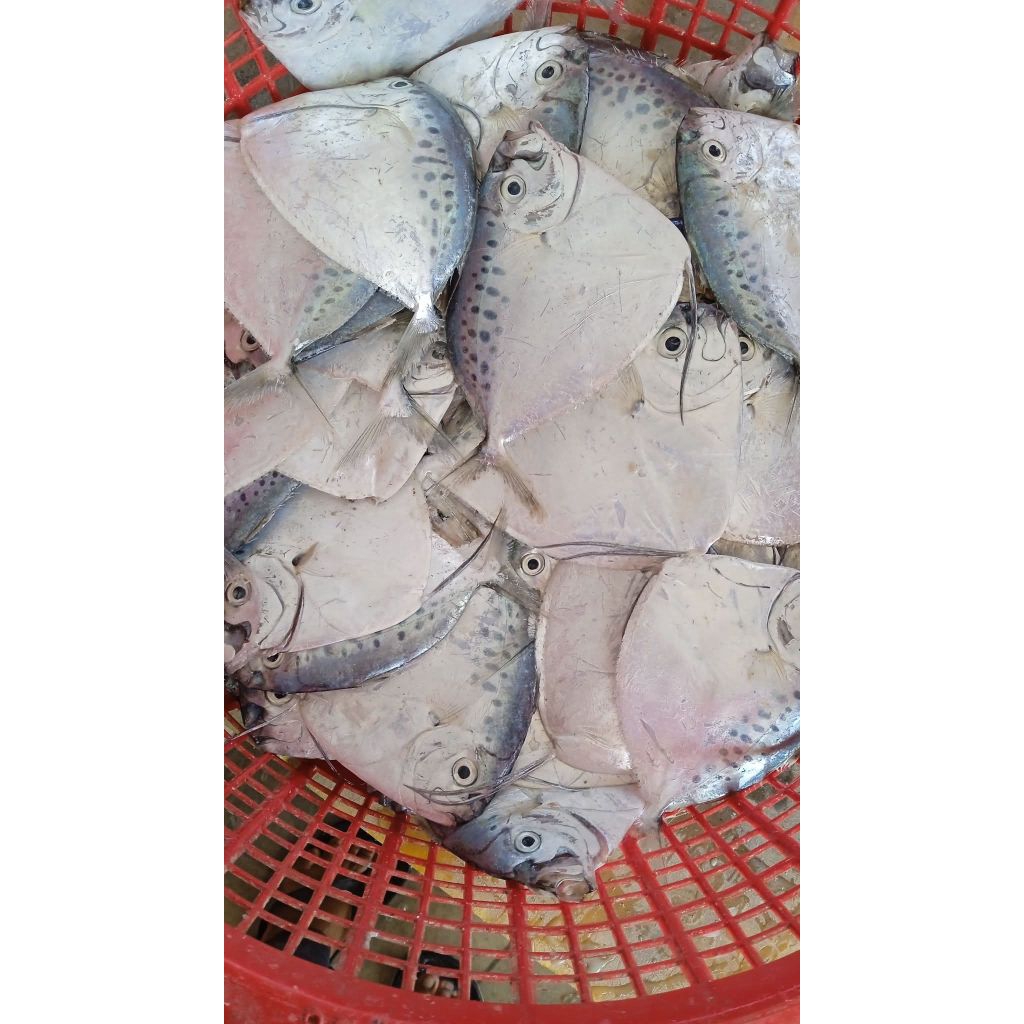 Jual Ikan Semar Bagong Pecok Beku RJ Fish | Shopee Indonesia