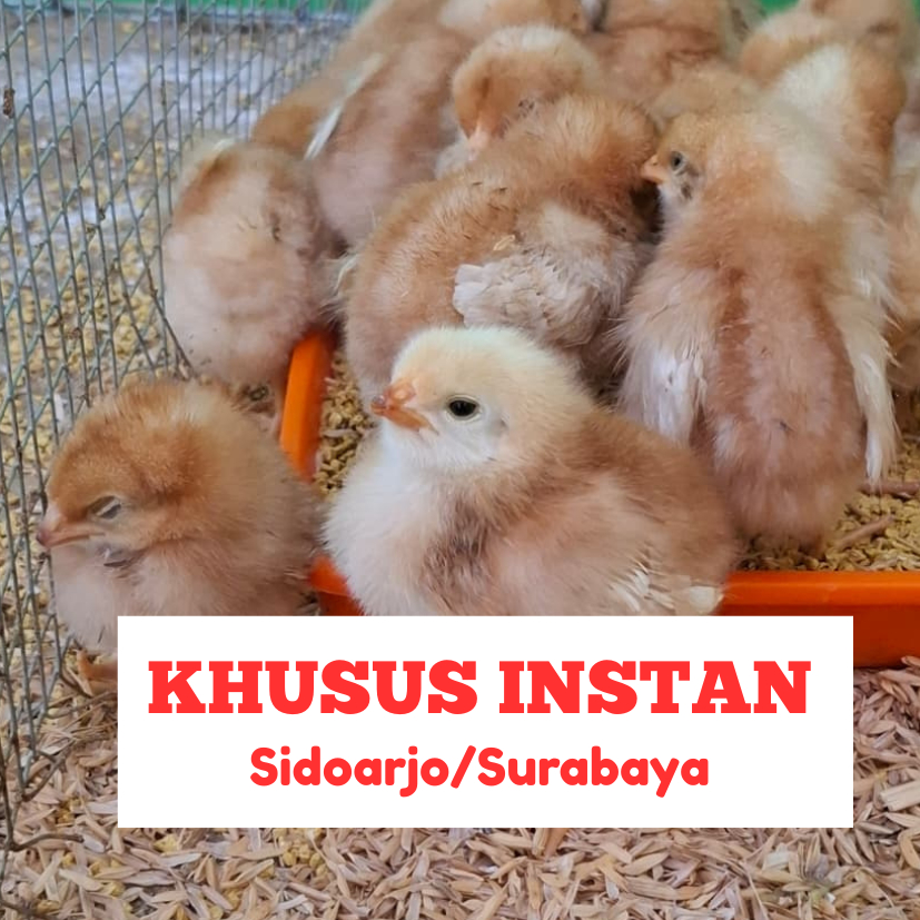 Jual DOC Petelur Grade A / ANAK AYAM LAYER / BIBIT AYAM PETELOR MERAH ...