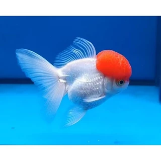 Jual Ikan Koki Panda Terlengkap & Harga Terbaru Desember 2025 | Shopee ...