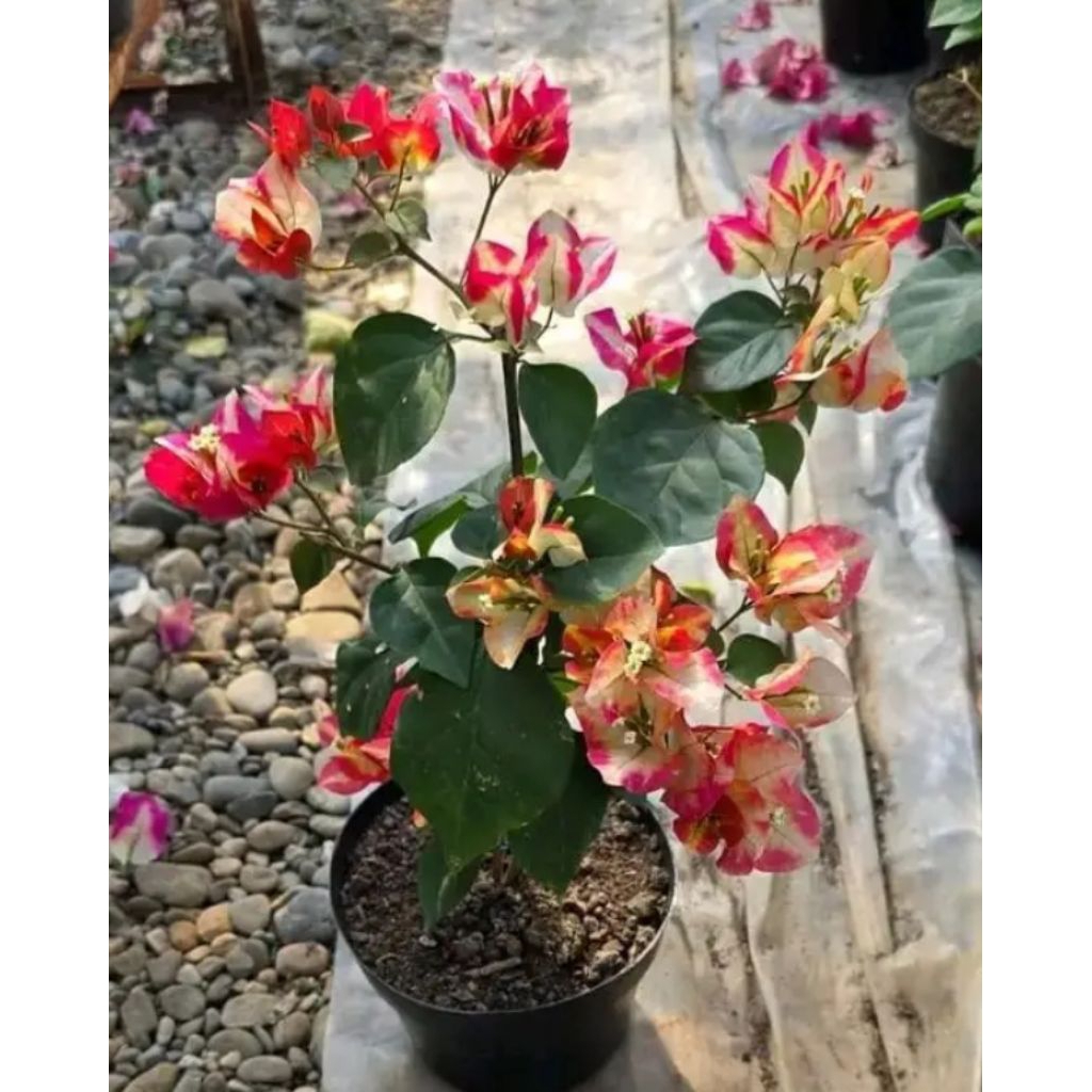 Jual Bugenvil Citra Monduring Bunga gradasi Cantik | Shopee Indonesia