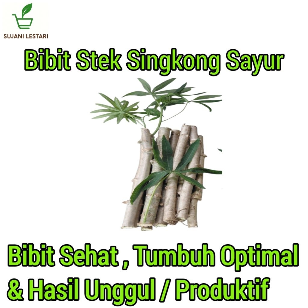 Jual Bibit Stek Singkong Sayur Sehat,Hasilkan Banyak Manfaat ...
