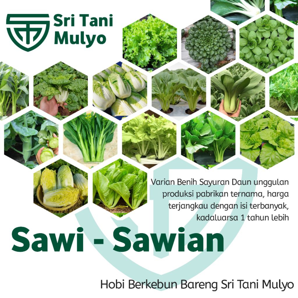 Jual STM Bibit Sayuran Sawi Sawian Benih Tanaman Sayur Hidroponik Biji ...