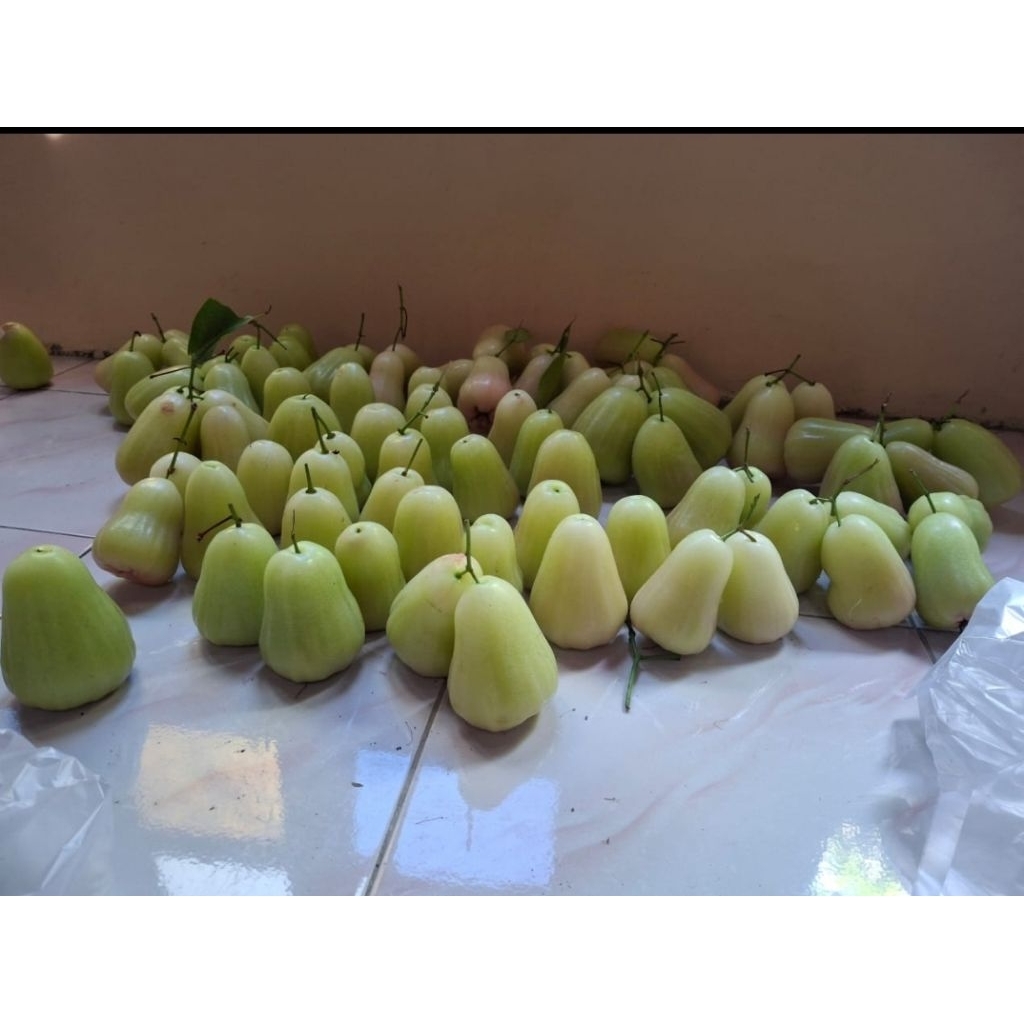 Jual Jambu air madu Deli Hijau MDH manis renyah ada krenyesnya daging ...