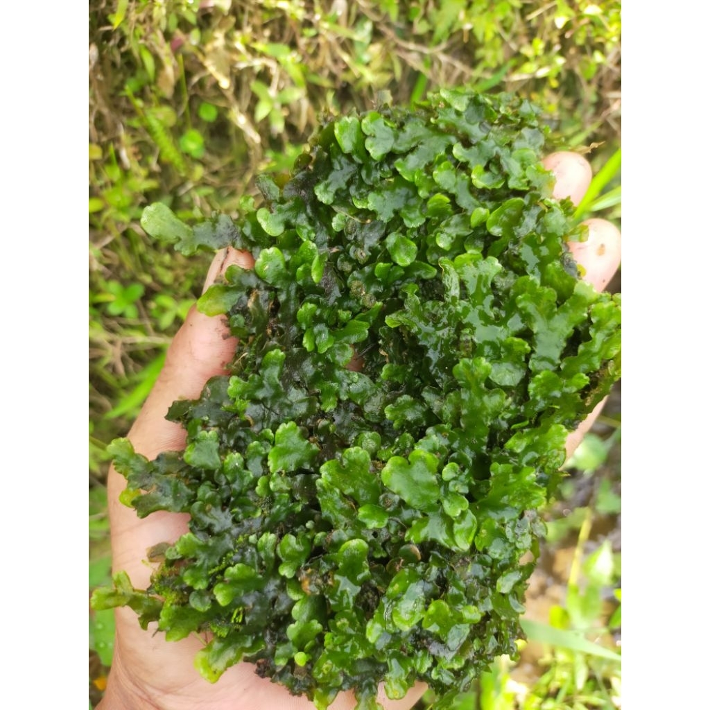 Jual mos pelia paludarium/terrarium 1 kg | Shopee Indonesia