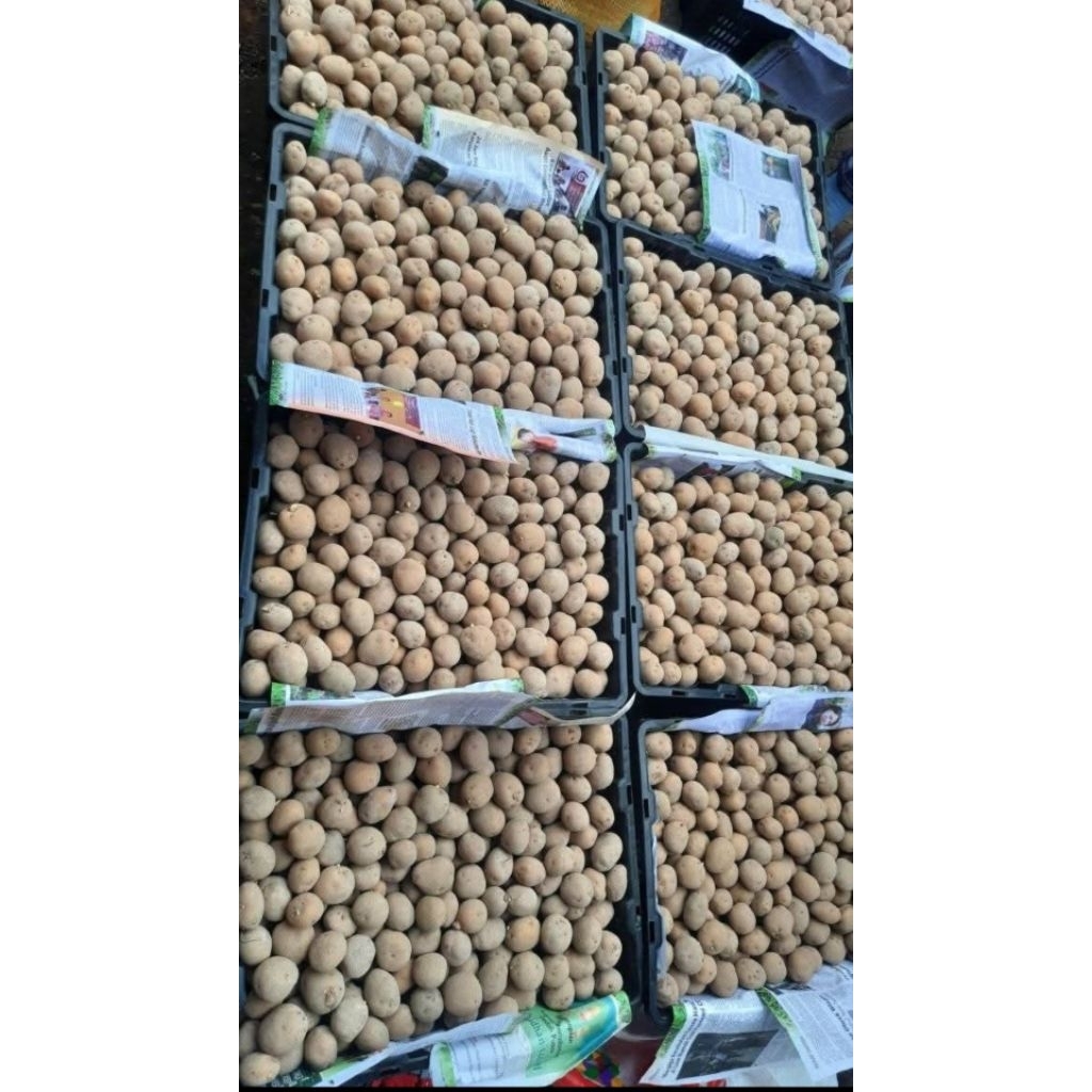 Jual Benih kentang G1 isi 1000biji dan 700biji Varietas Granola L ...
