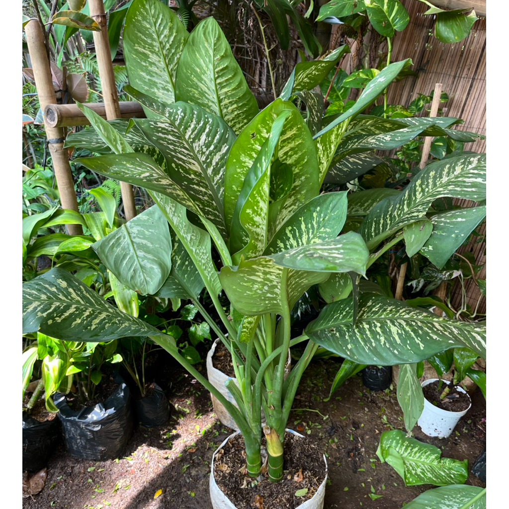 Jual tanaman indoor outdoor blanceng zebra // tanaman srirejeki zebra ...