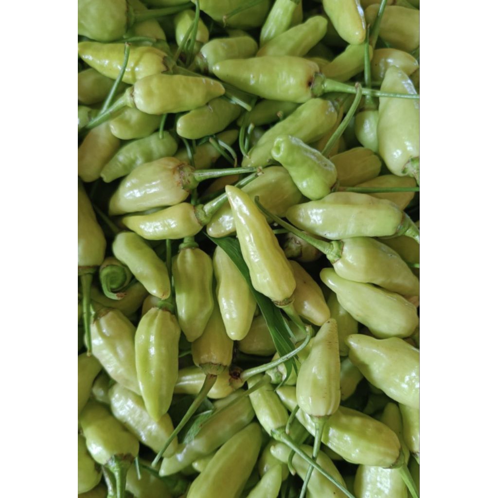 Jual Cabai rawit hijau 250gr 500gr 1kg Cabe rawit ijo Cabe lalap segar ...