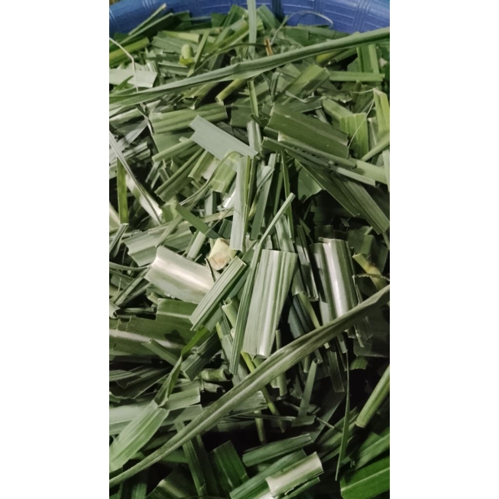 Jual Rumput Odot Fresh Pakan marmut kelinci 100 gram | Shopee Indonesia