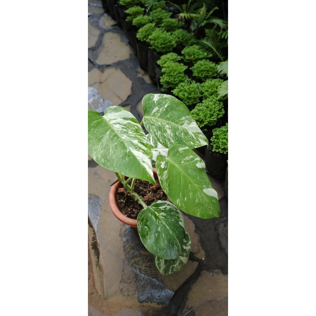 Jual monstera parigata original | Shopee Indonesia