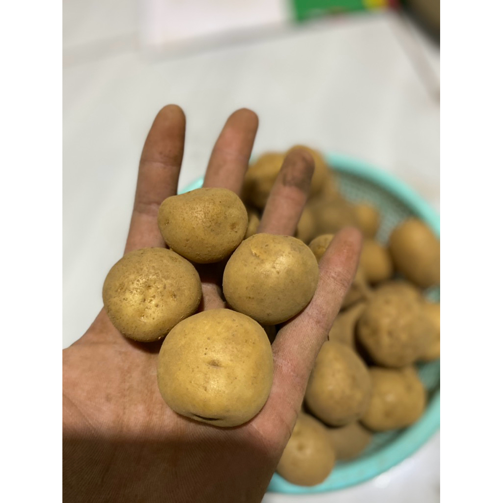 Jual kentang beby ares buat rendang /potato fres langsung dari petani ...