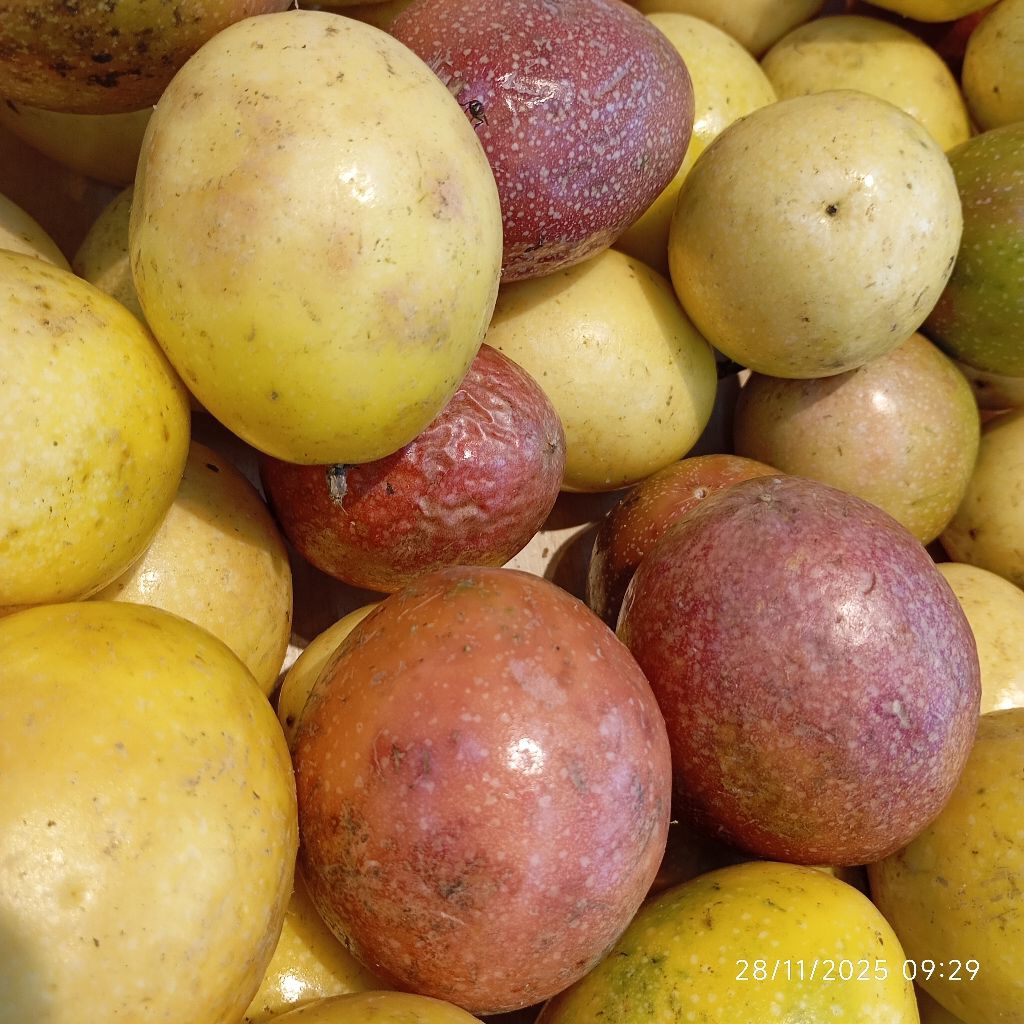 Jual Markisa Bali Segar Fresh 1kg (Masam/Asem) | Shopee Indonesia