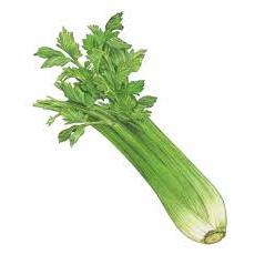 Jual Celery stick batang import fresh 250 gram | Shopee Indonesia