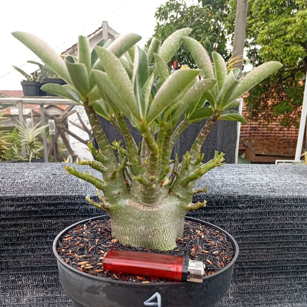 Jual New Hybrid Adenium Godji x Kalamae Cabang Brutal #4 | Shopee Indonesia
