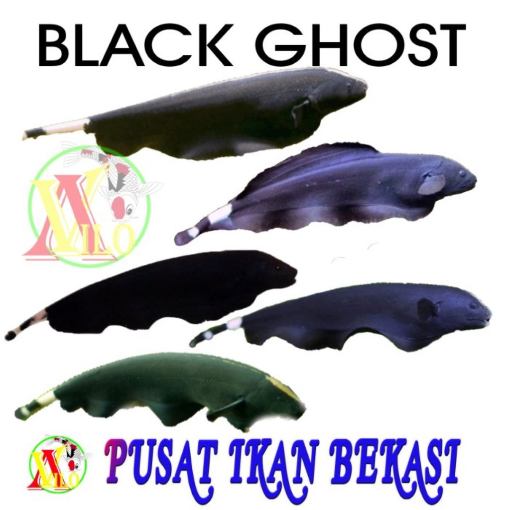 Jual ikan hias setan hitam black ghost ukuran SIZE KECIL 4 - 5 cm bulu ...
