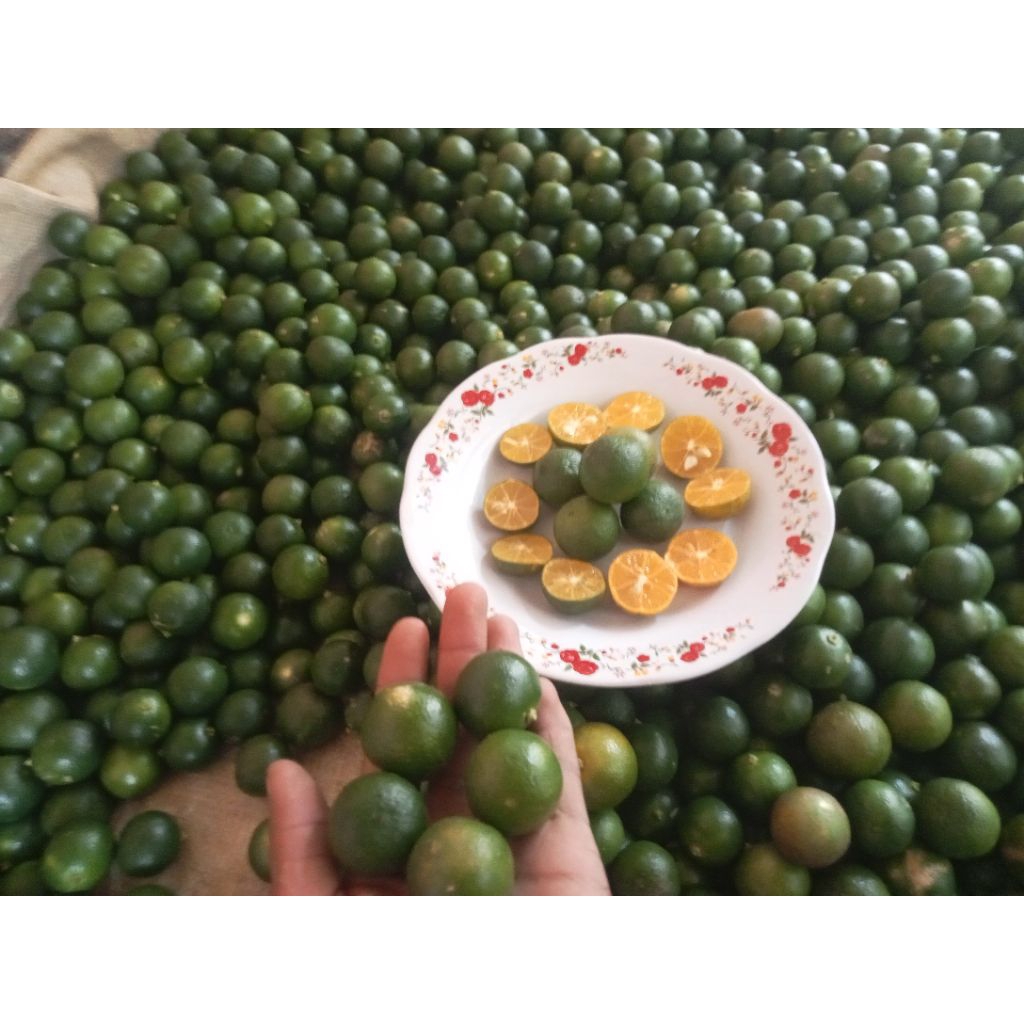Jual 1kg jeruk peras songkit / lemon cui ukuran sedang | Shopee Indonesia
