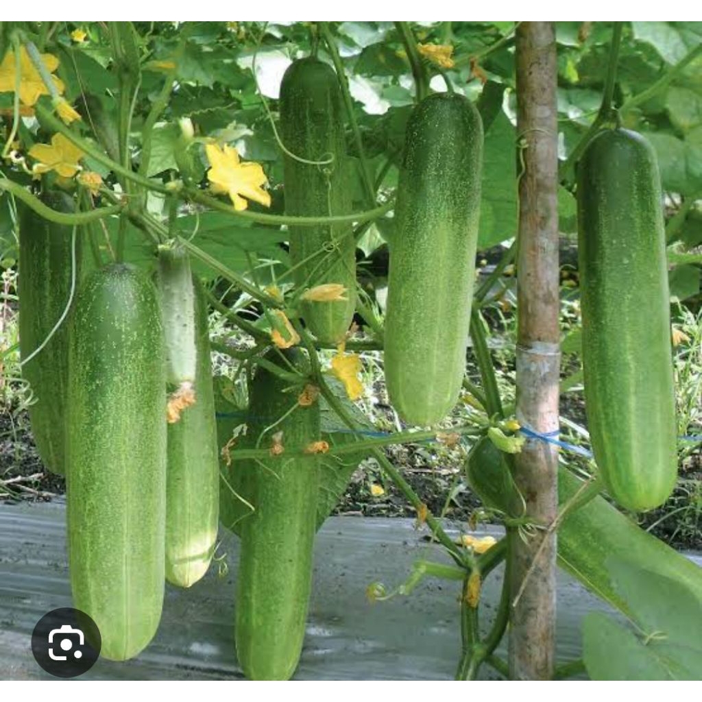 Jual Timun Lalap Segar Fresh Langsung petik dari sawah 1 kg | Shopee ...