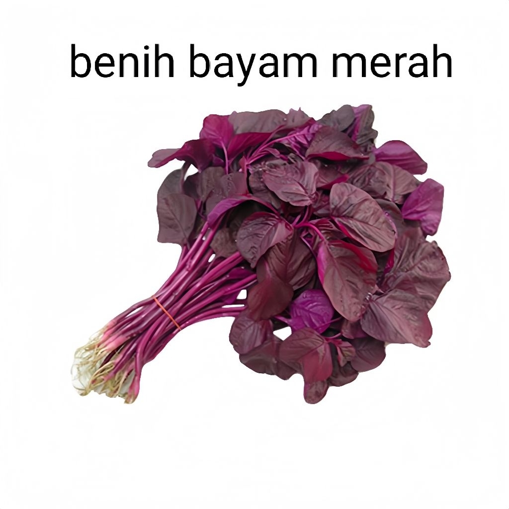 Jual 100 Bibit Bayam Merah Daun Sedang Benih Bayam Merah Unggul ...