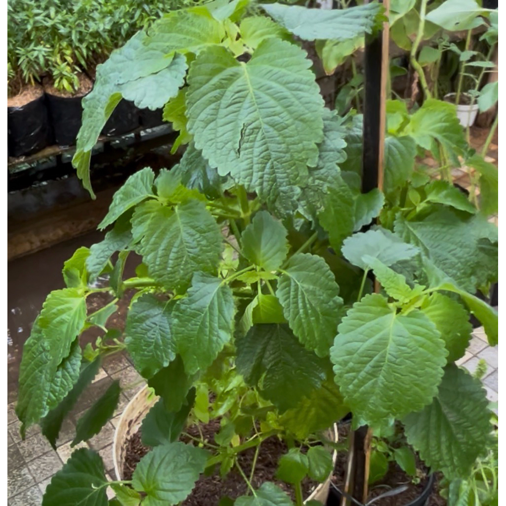 Jual tanaman Perilla frutescens // tanaman mat cho // matcho // tanaman ...