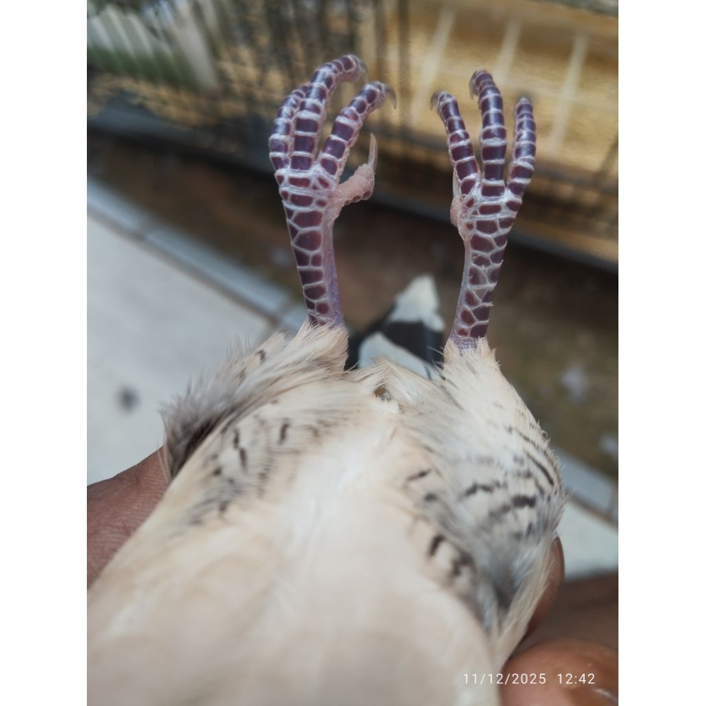 Jual PERKUTUT KATURANGGAN REJEK WESI | Shopee Indonesia