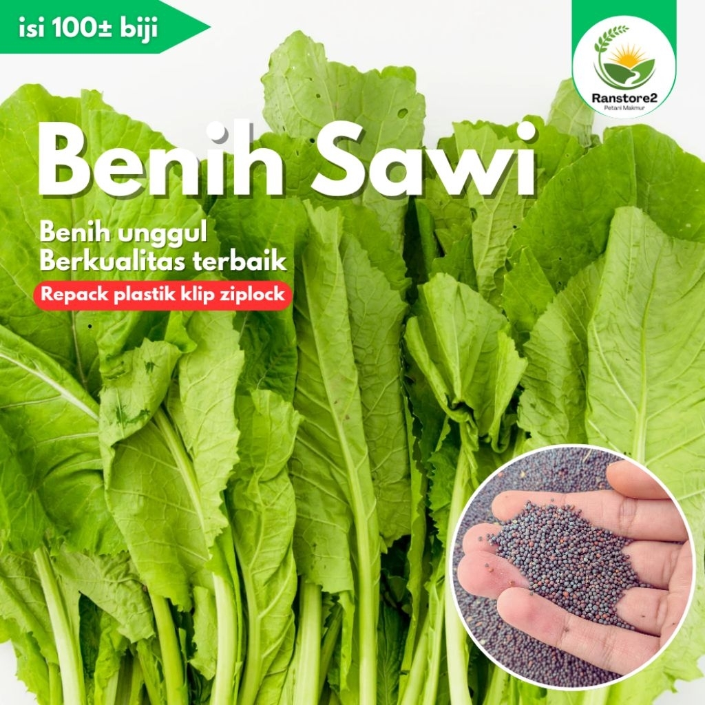 Jual (100±) BENIH BIJI SAWI | Shopee Indonesia
