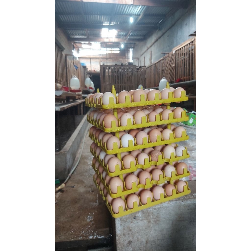 Jual Telur Ayam Kampung Larmod Original10 Butir Untuk Ditetaskan ...