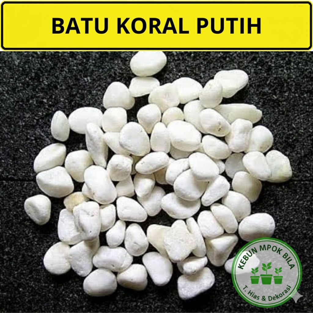 Jual Batu Koral Putih / Batu Kupang Putih Isi 1kg Bagus Untuk Hiasan ...