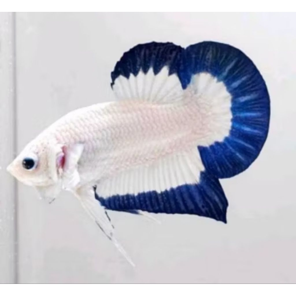 Jual IKAN CUPANG BLUE RIM GRADE BAGUS (GARANSI SELAMAT SAMPAI TUJUAN ...