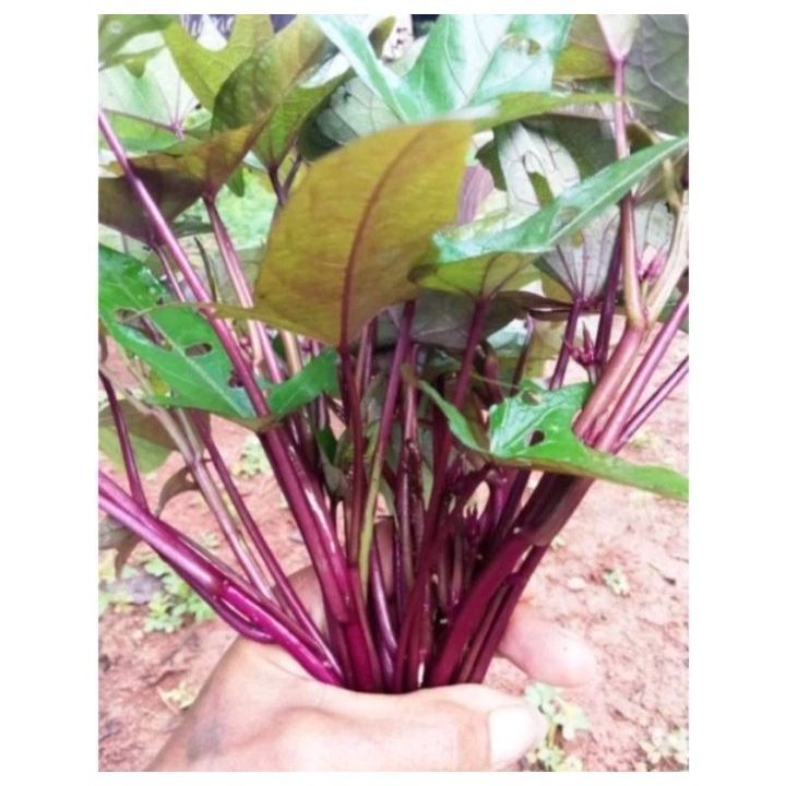 Jual Bibit Stek Super Ubi Jalar Ungu kulit ungu daging ungu ungu hingga ...