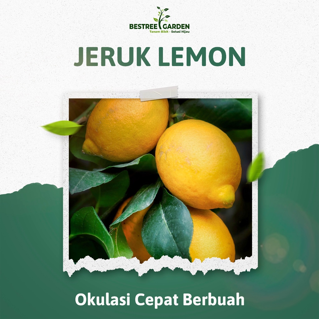 Jual Bibit Jeruk Lemon Hasil Okulasi | Shopee Indonesia
