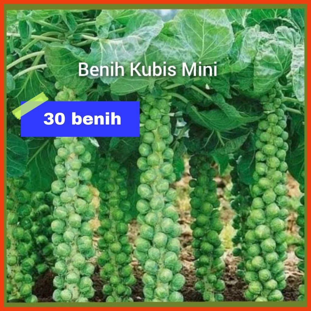 Jual Benih Kubis Mini Bibit Unggul Pilihan (30 biji) | Shopee Indonesia
