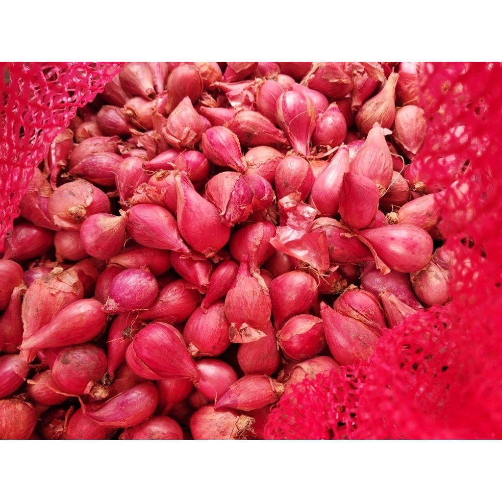 Jual Brebes Super Rata Bawang Merah Besar brebes Asli 1 Kg Langsung ...