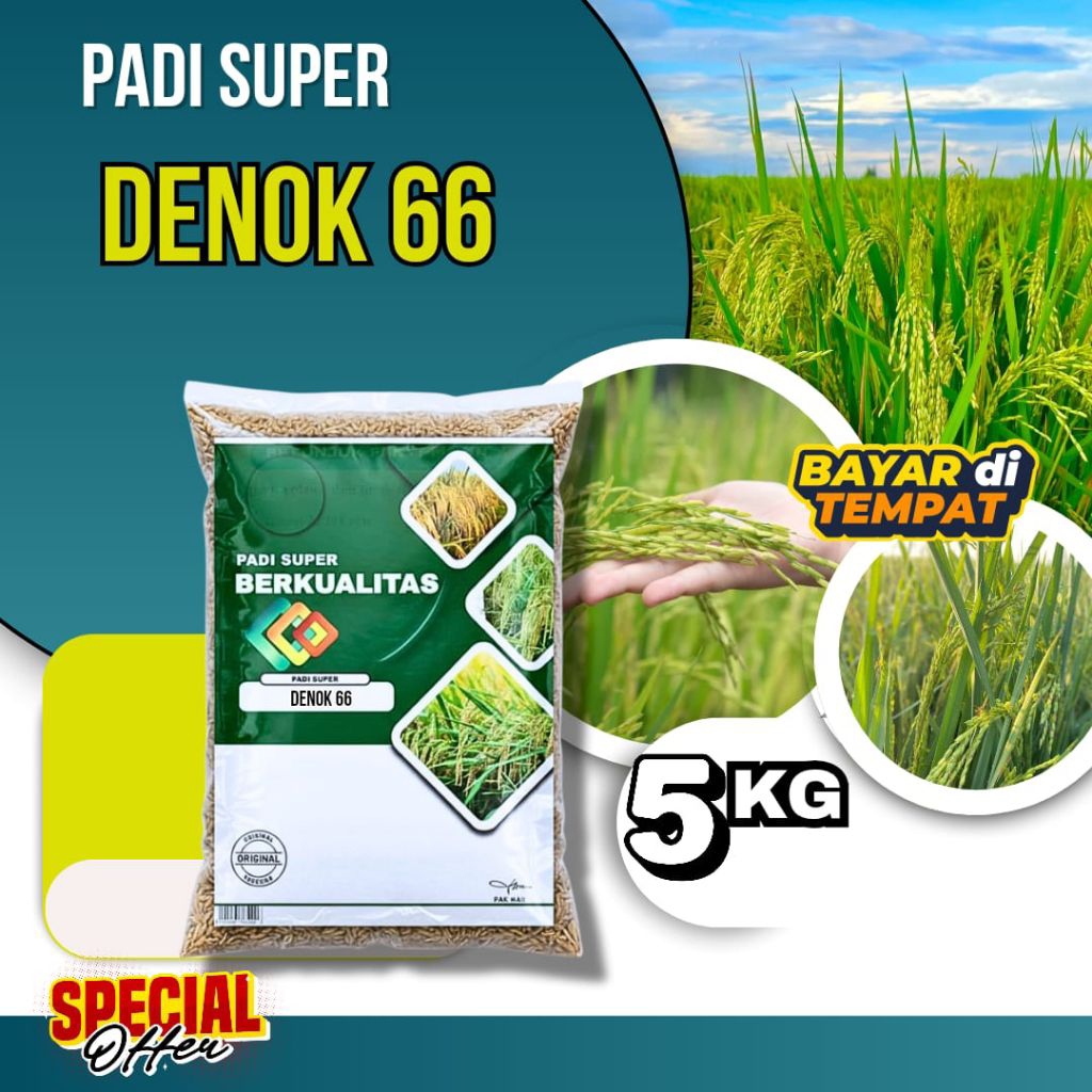 Jual TERLARIS! Benih Padi Super Berkualitas DENOK 66 ORIGINAL100 ...