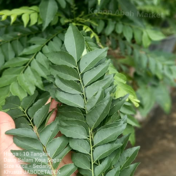 Jual Daun Kari Salam Koja Per 10 Tangkai Temurui Bisa COD | Shopee ...