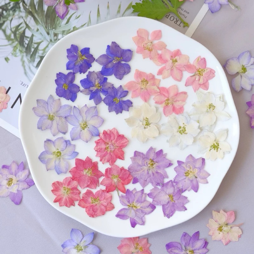 Jual Bunga Lakspur Pressed Asli Kering Resin Craft | Shopee Indonesia