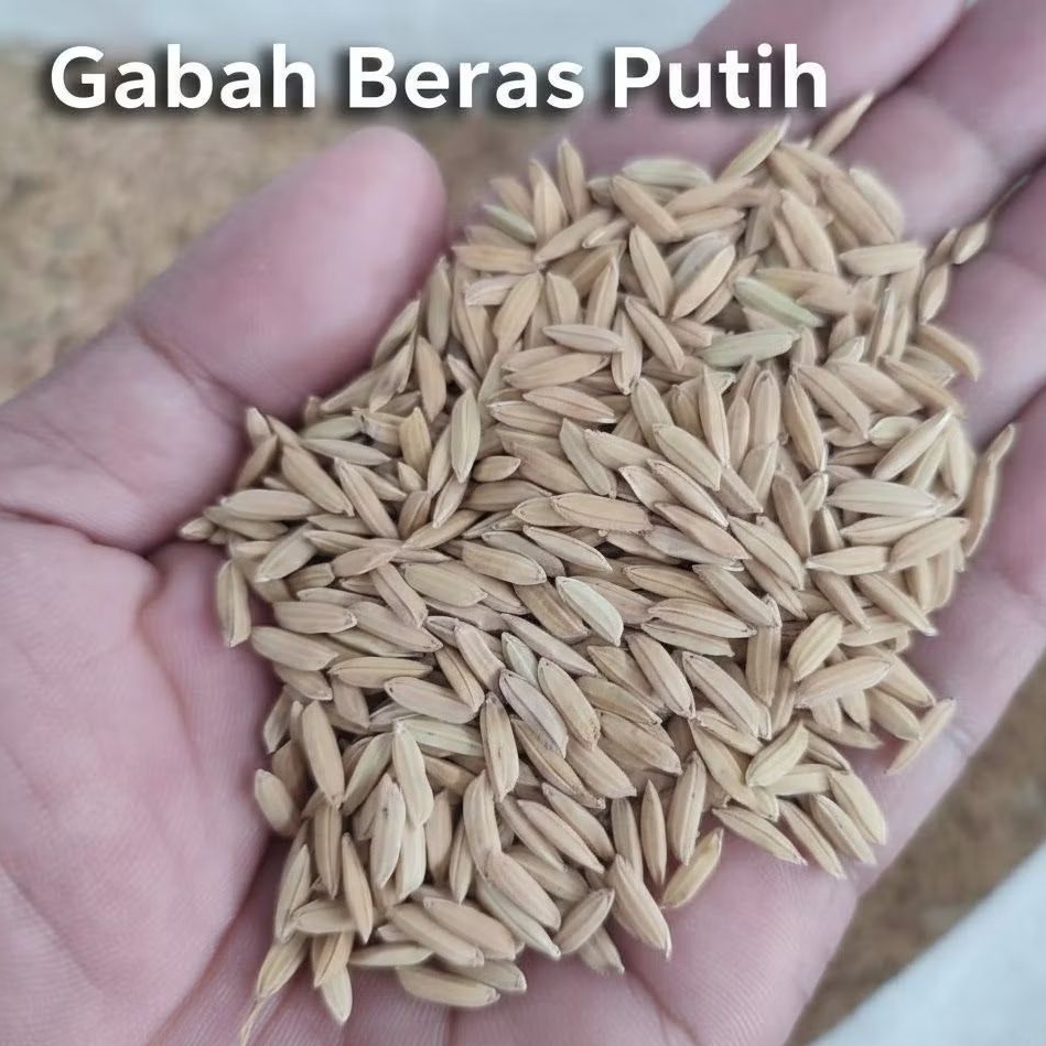 Jual PADI GABAH BERAS PUTIH ASLI CIANJUR 5KG | GABAH UNTUK BENIH DAN ...