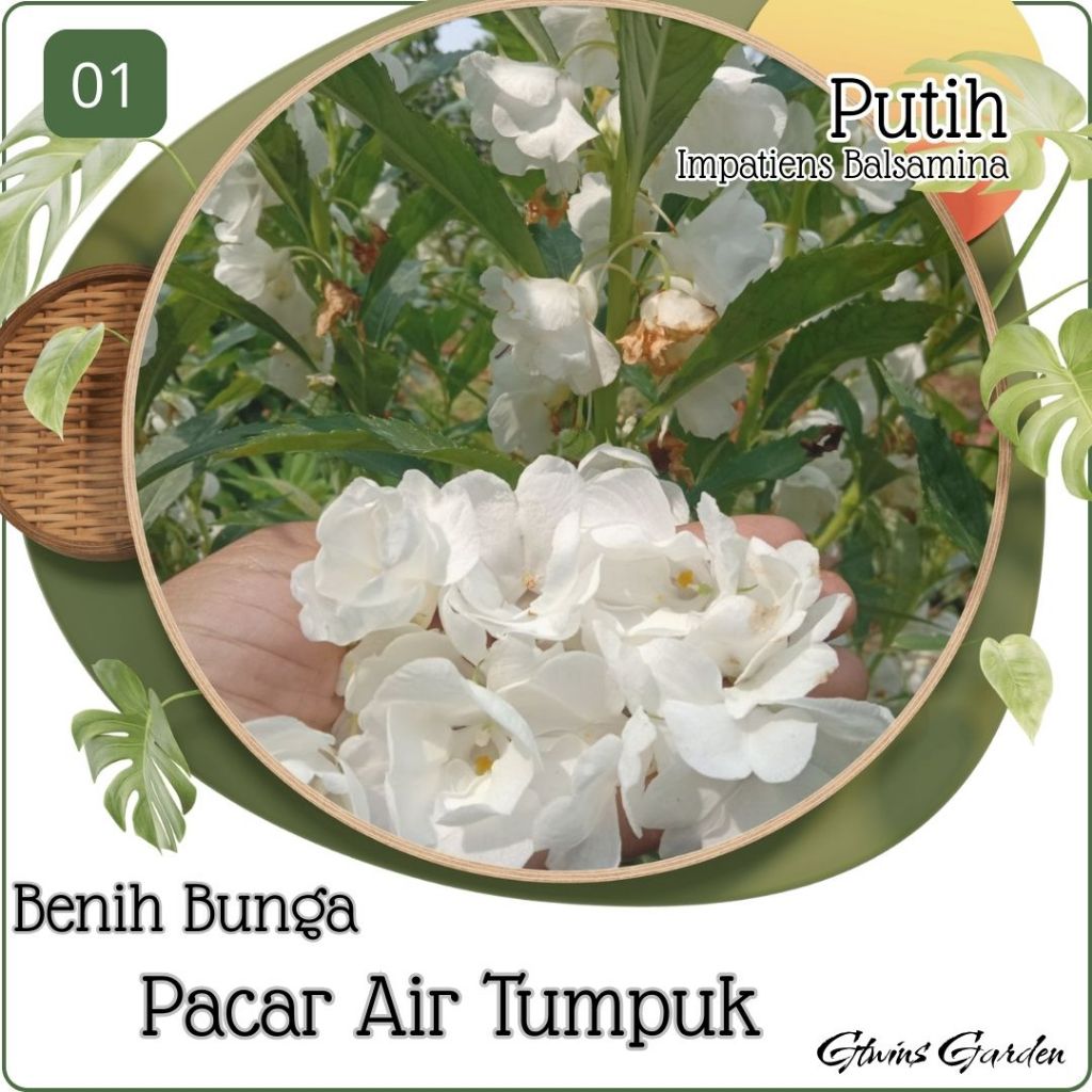 Jual 60 Butir Benih Bunga Pacar Air Tumpuk Impatiens Basamina Putih ...