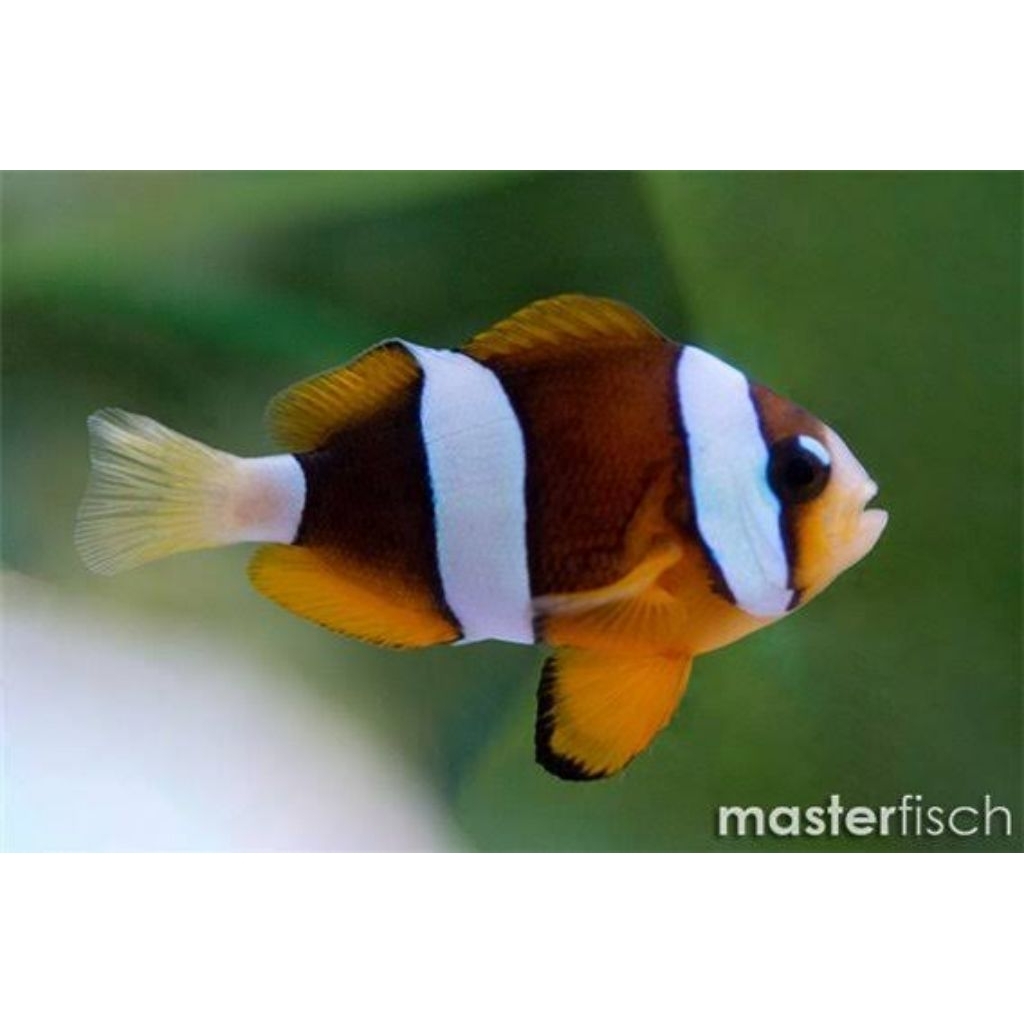 Jual ikan hias laut polimas mirip nemo perawatan mudah makan pelet ...