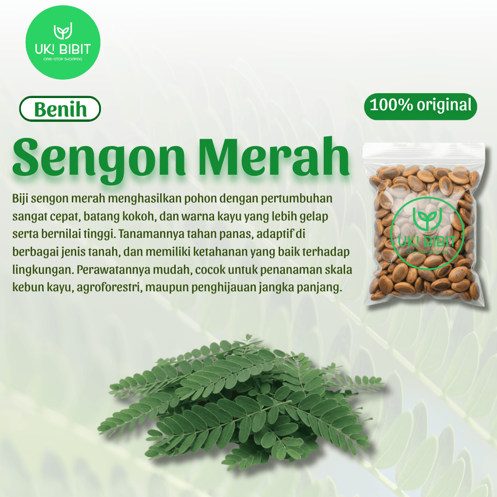 Jual ( 500 Butir ) Benih Biji Sengon Merah | Albizia Chinensis | Shopee ...