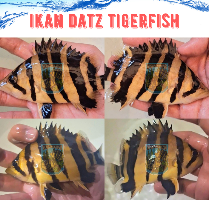 Jual Ikan Datz Ikan Hias Predator Datnioides Mircolepis Ikan Datz ...