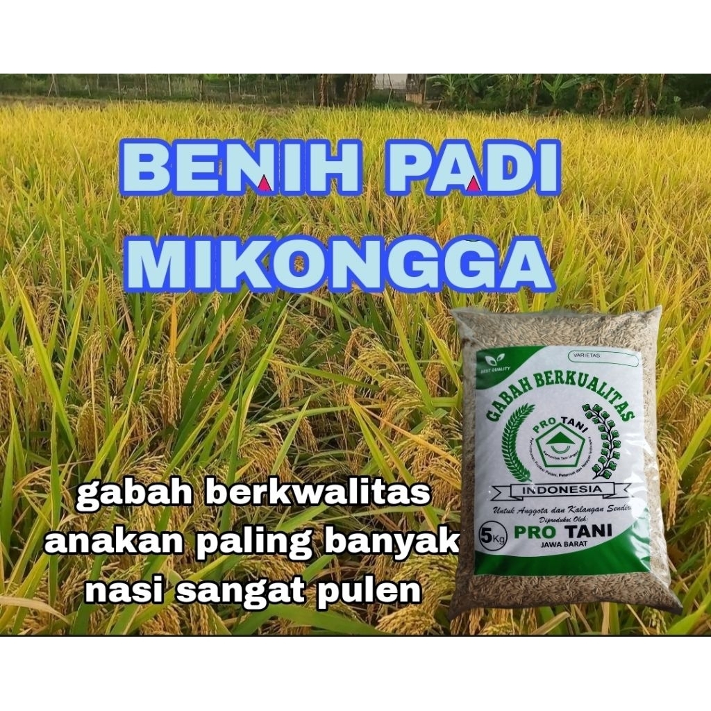 Jual 5KG BENIH PADI MIKONGGA SUPER LABEL PUTIH UMUR 95 HST ORIGINAL ...