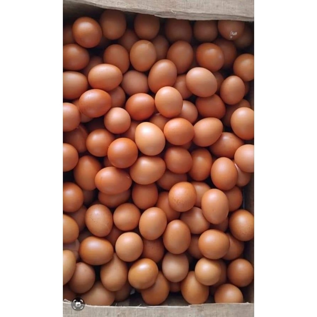 Jual telur horn ayam peternak | Shopee Indonesia