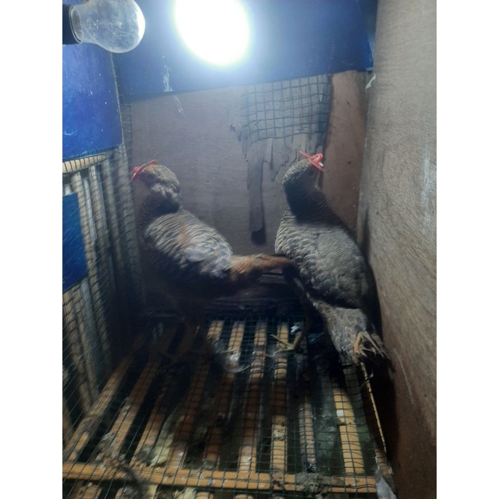Jual Ayam Golden Pheasant Terlengkap & Harga Terbaru Mei 2026 | Shopee ...