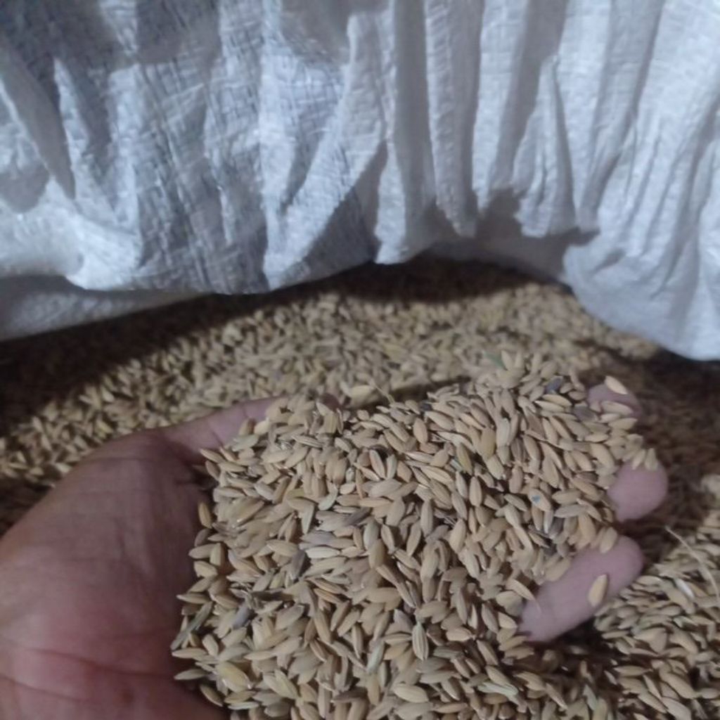 Jual Gabah kering 1 kg | Shopee Indonesia