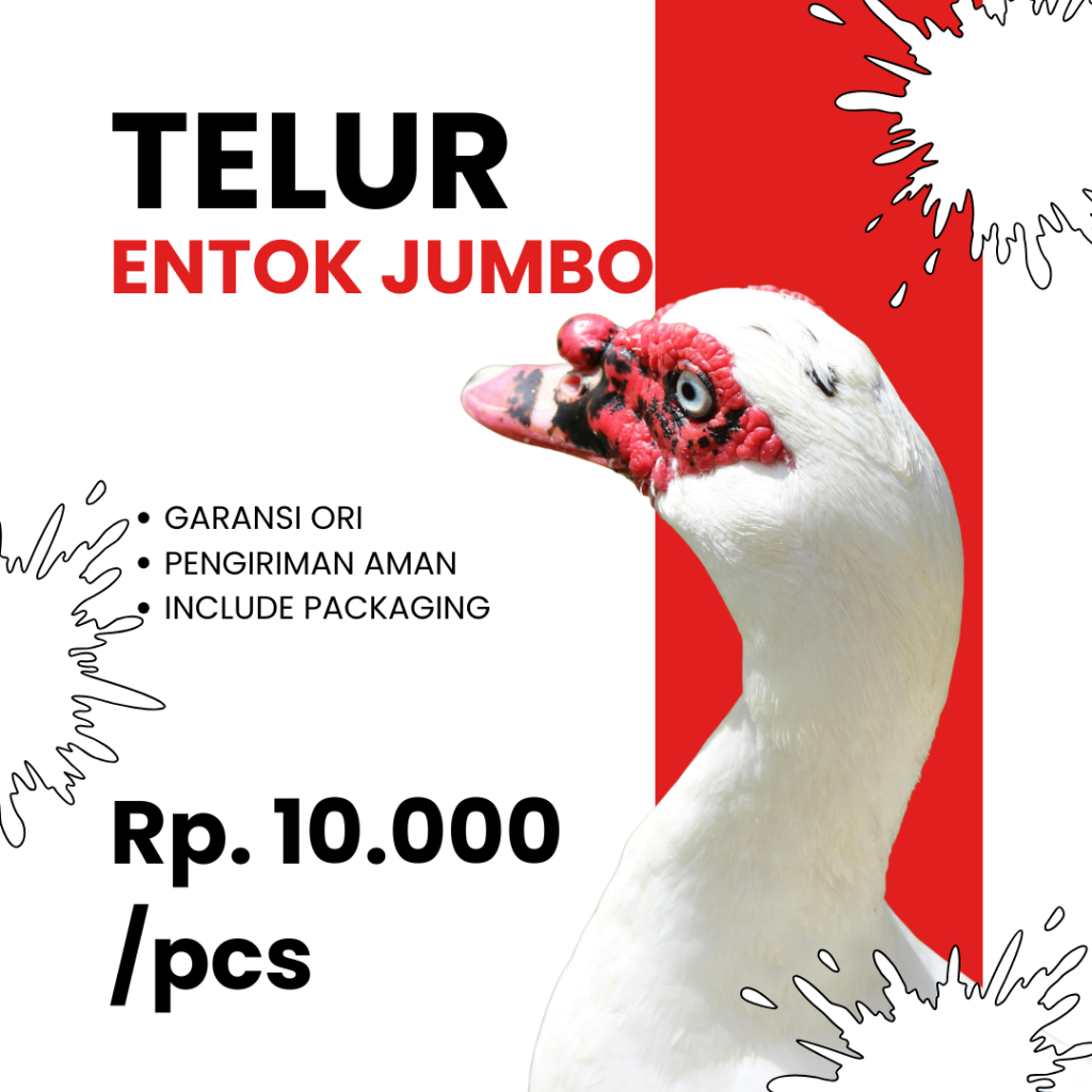 Jual Entok Jumbo Terlengkap & Harga Terbaru Juni 2026 | Shopee Indonesia