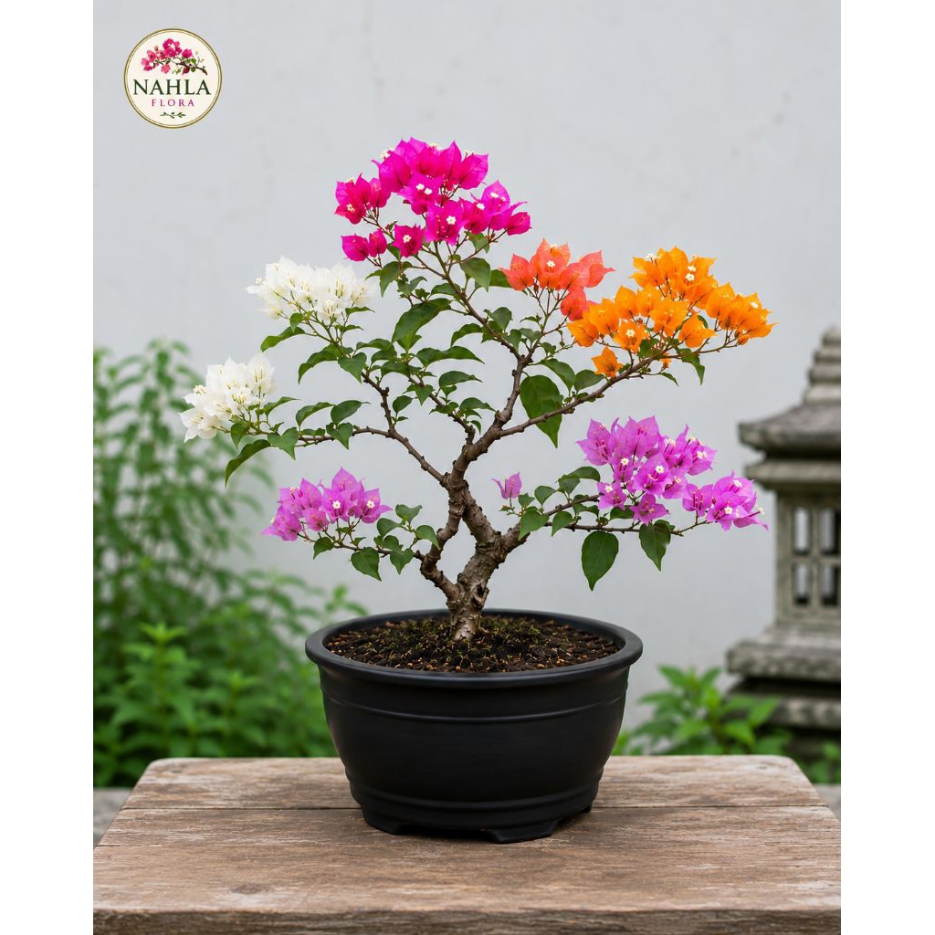 Jual VIRAL BUGENVIL BUNGA CANTIK 4 WARNA BAHAN BONSAI SIAP DI TANAM ...